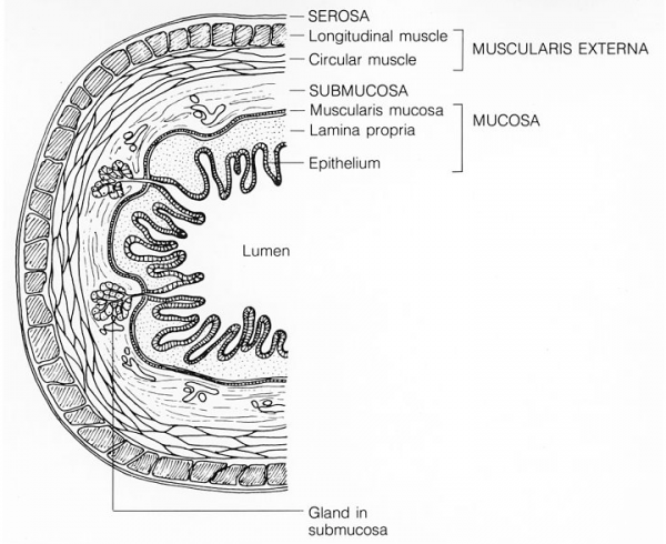 Basics techniques needed to evaluate the Appendix! – Integrated ...